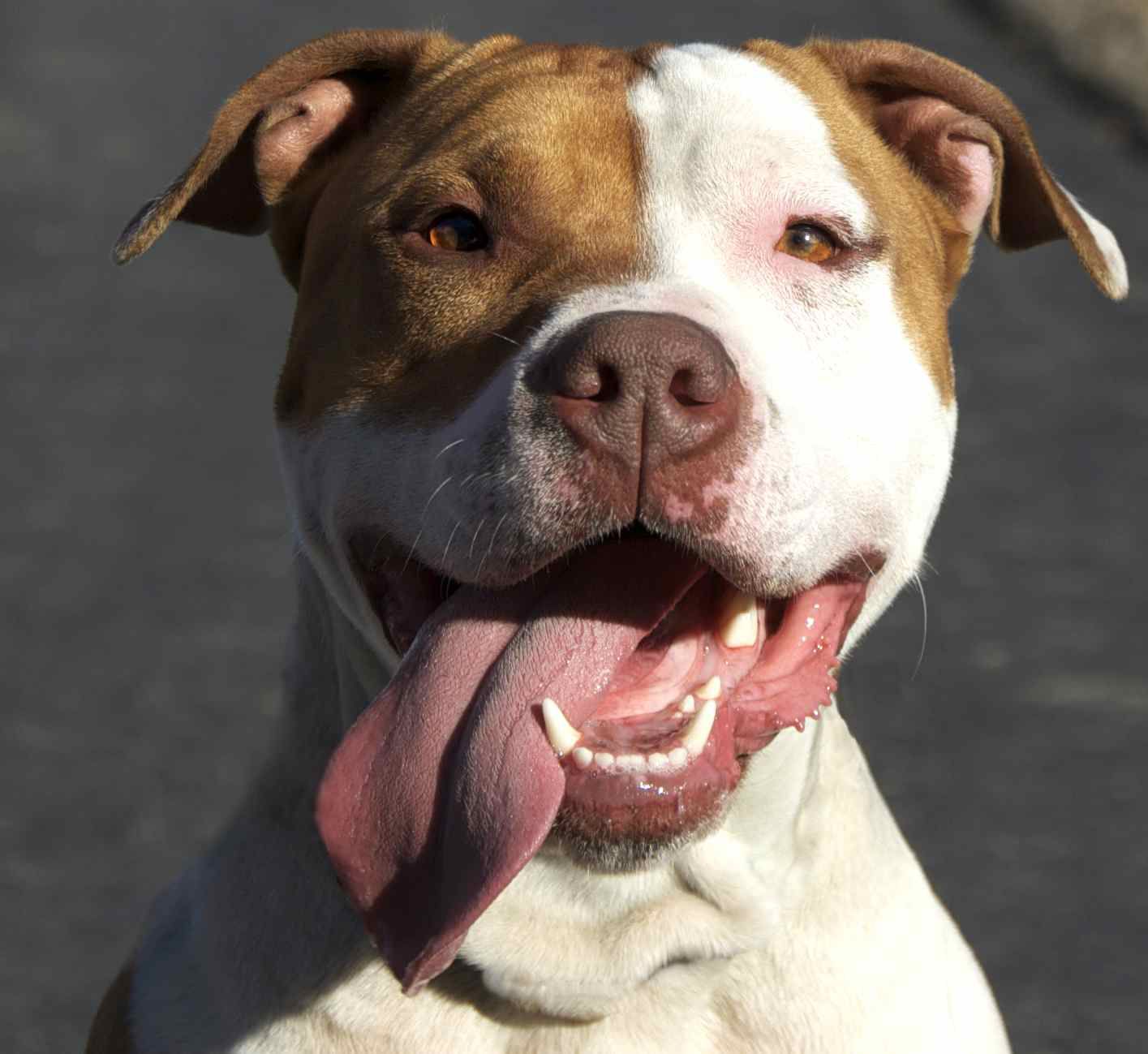 Dog of the Week: Harris