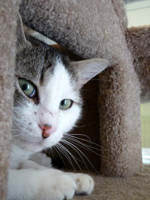 Cat of the Week: Sultan