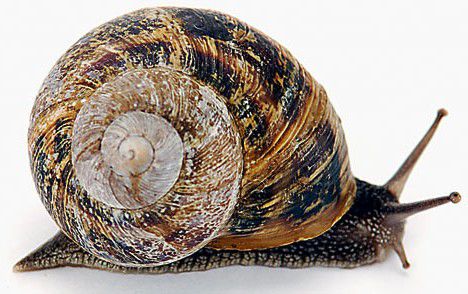 The Difference Between the Snail vs the Hare