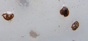 Slug poo and toadstools