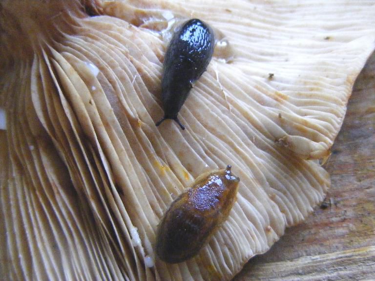 Slug poo and toadstools