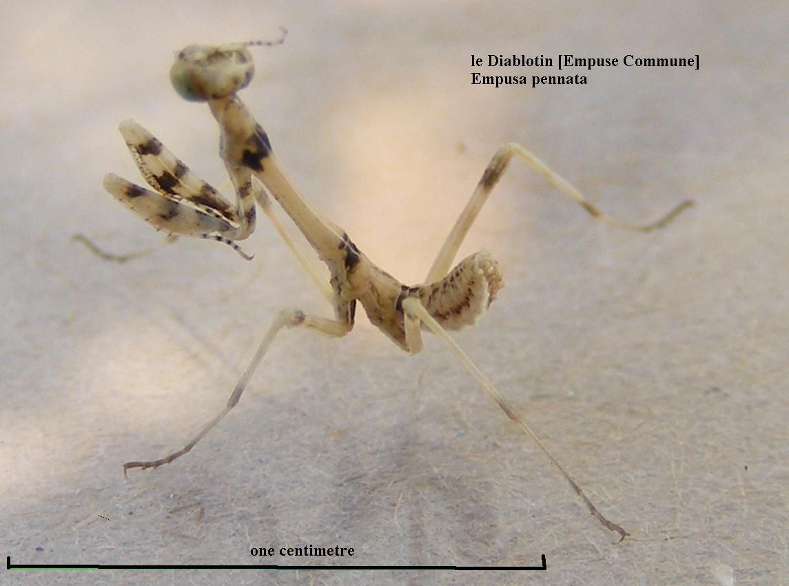 A young diablotin – a species of Praying Mantis