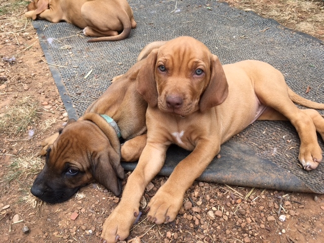 Rhodesian Ridgeback puppies - Pets & Animals - Classifieds - French ...
