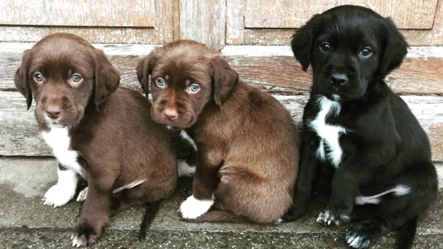 Puppies: "Springador" Labrador / Springer crosses - Pets & Animals ...
